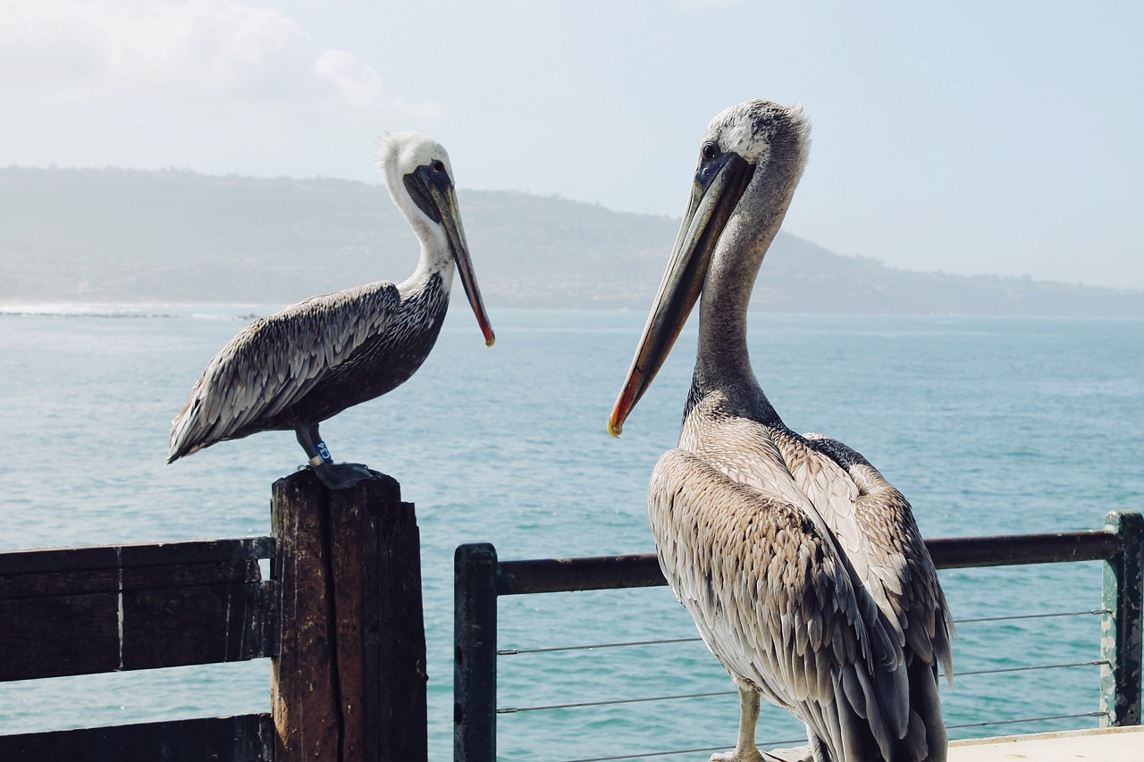20,000+ Free Brown Pelican & Pelican Images - Pixabay