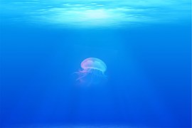 Eau De Mer Oc an L Eau Photo Gratuite Sur Pixabay Eau De Mer Oc an L Eau Photo Gratuite Sur Pixabay