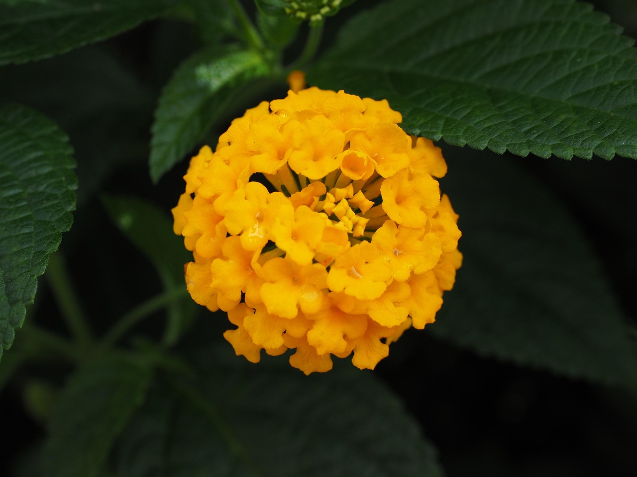 400+ Free Lantana Camara & Lantana Images - Pixabay