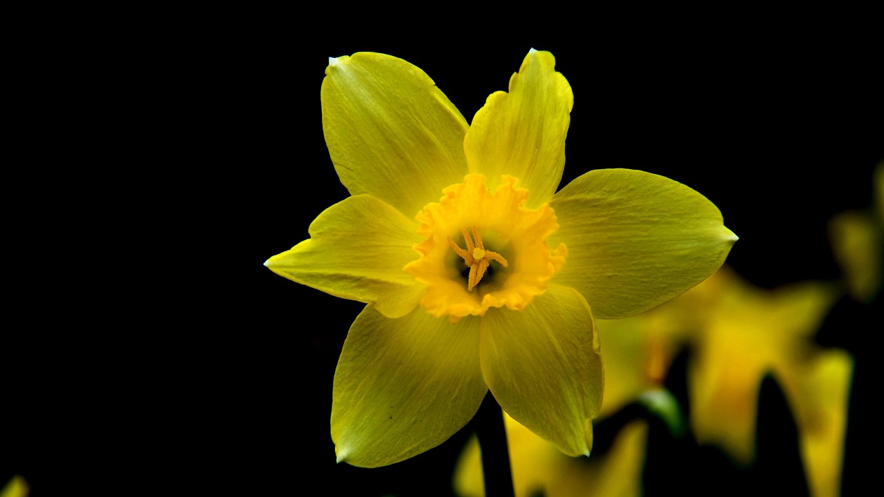 Page 2 - 3,000+ Free Daffodils & Nature Images - Pixabay