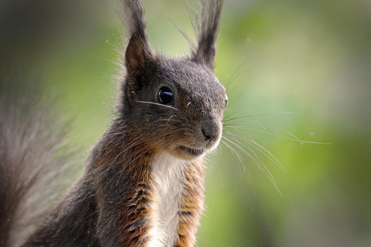 Ardilla Animal Pelo - Foto gratis en Pixabay - Pixabay