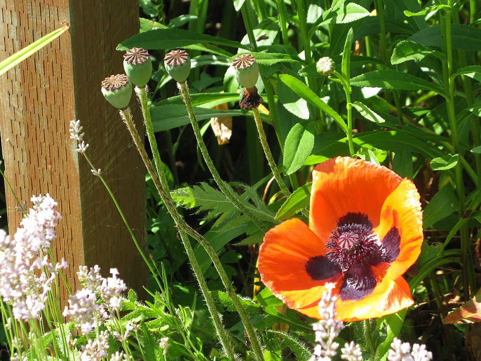 Poppy Flower Nature - Free photo on Pixabay - Pixabay
