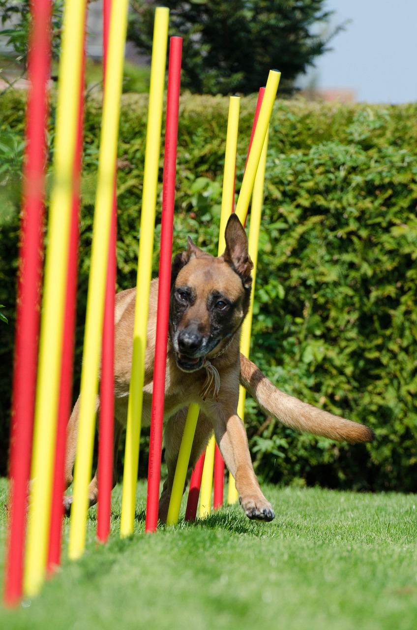 300+ Free Agile Scrum & Agility Images - Pixabay