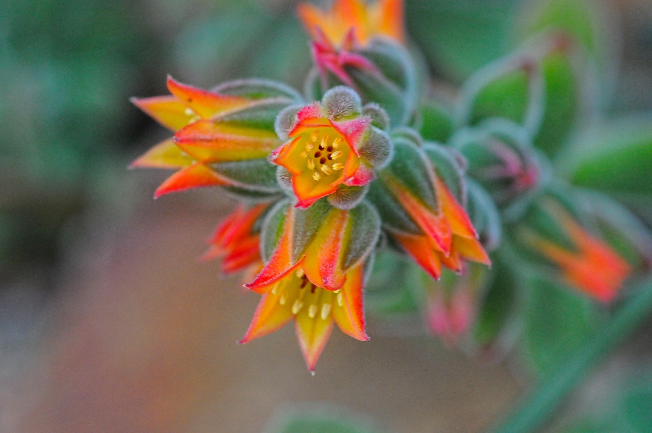 Euphorbia Ramipressa Flower Plant - Free photo on Pixabay