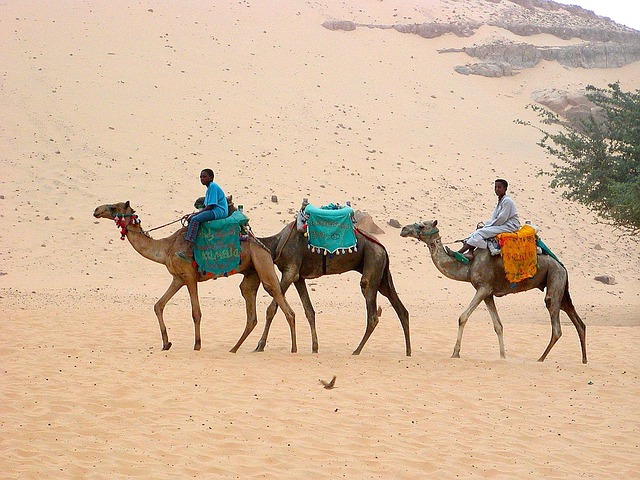 Desert Camels Ship - Free photo on Pixabay - Pixabay