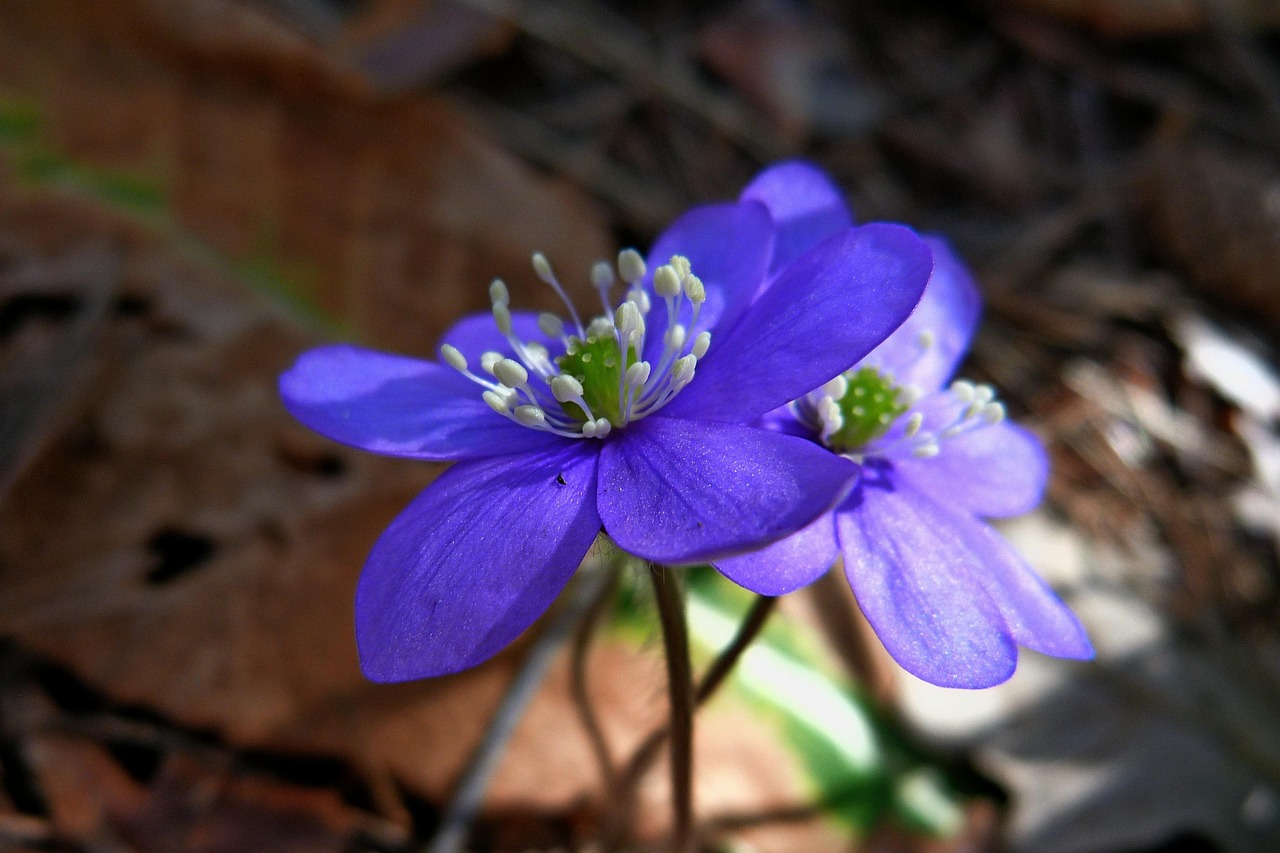 Fleur Nature Macro Fleurs - Photo gratuite sur Pixabay - Pixabay