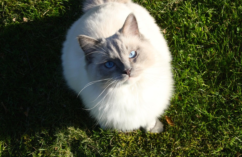 Lotus Cat Chaton - Photo gratuite sur Pixabay - Pixabay