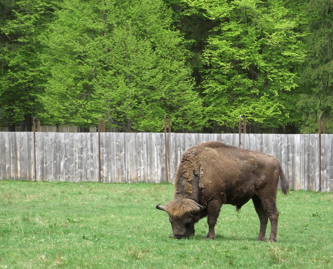 Bison Nature - Photo gratuite sur Pixabay - Pixabay