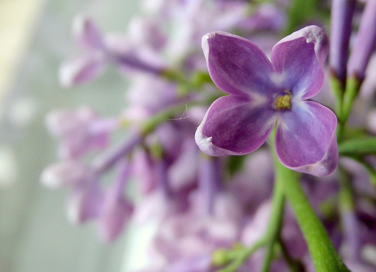 70,000+ Free Flower Without Background & Nature Images - Pixabay