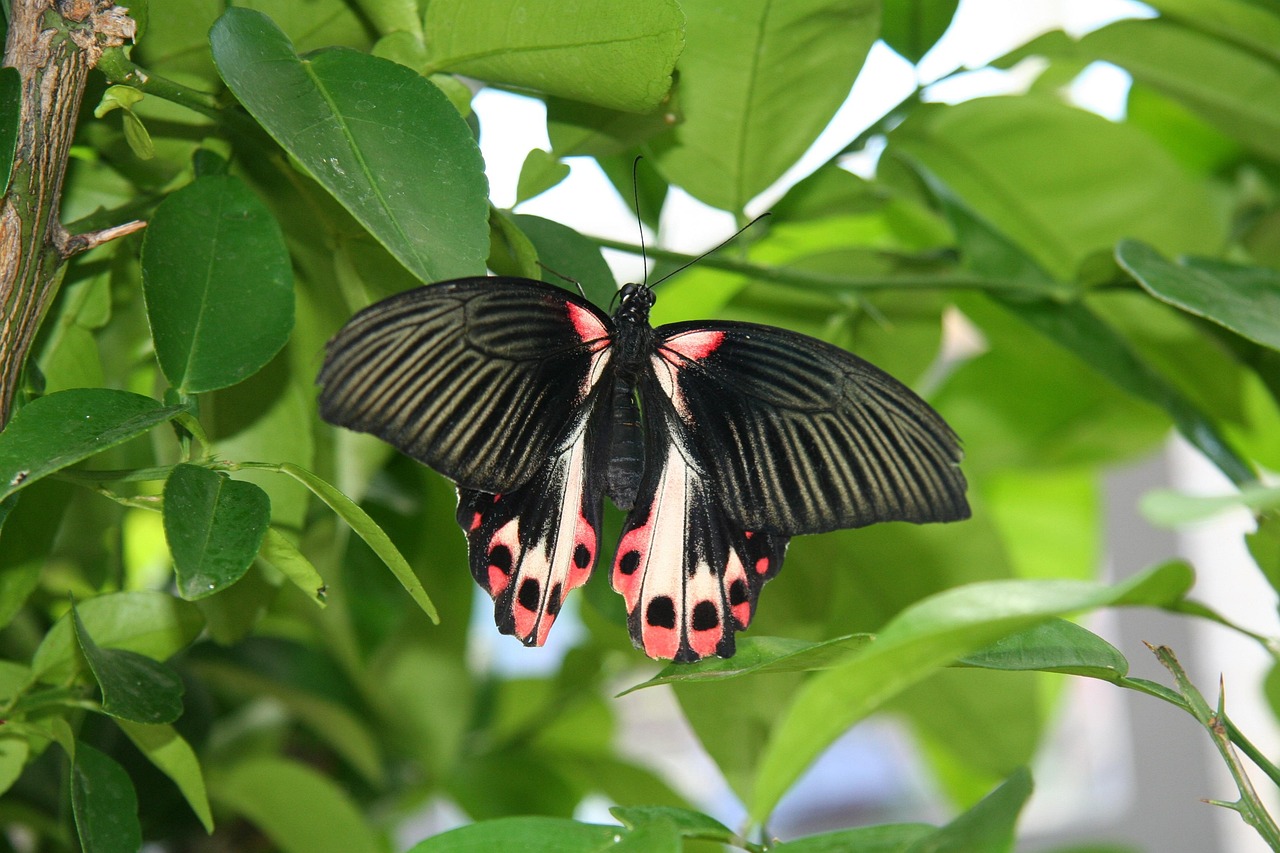 Papillon La Nature Insecte - Photo gratuite sur Pixabay - Pixabay