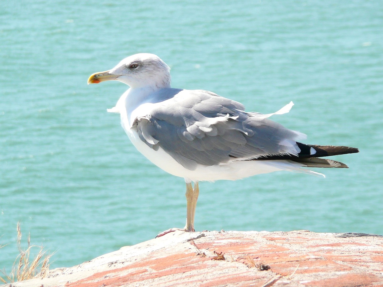 Seagull Bird Sea - Free photo on Pixabay - Pixabay