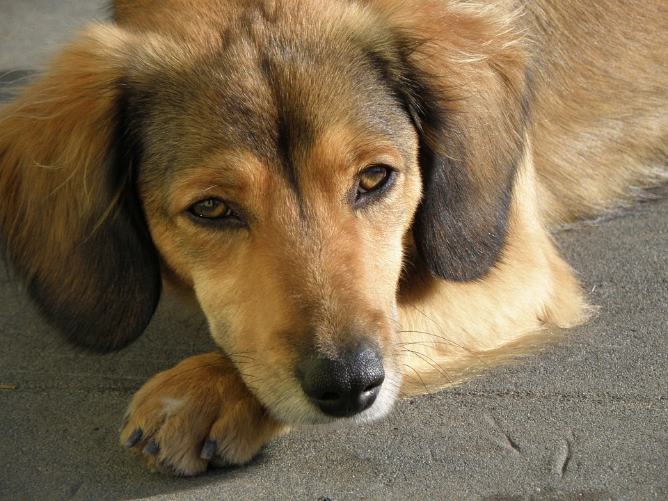 Hund Kopf Porträt - Kostenloses Foto auf Pixabay