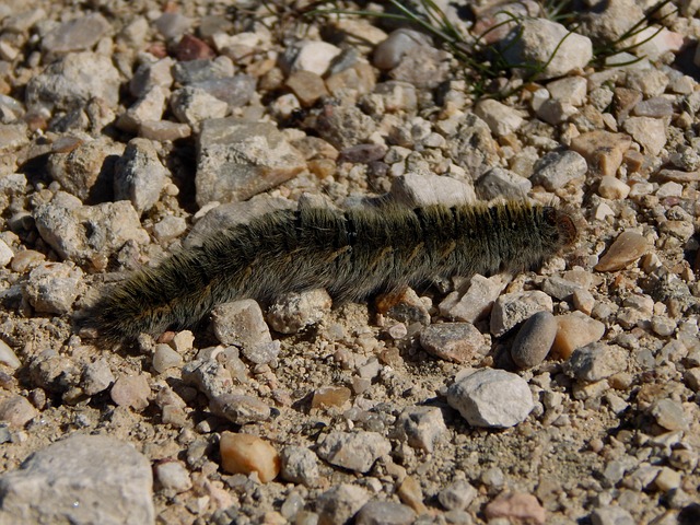Caterpillar Processionary Nature - Free photo on Pixabay - Pixabay