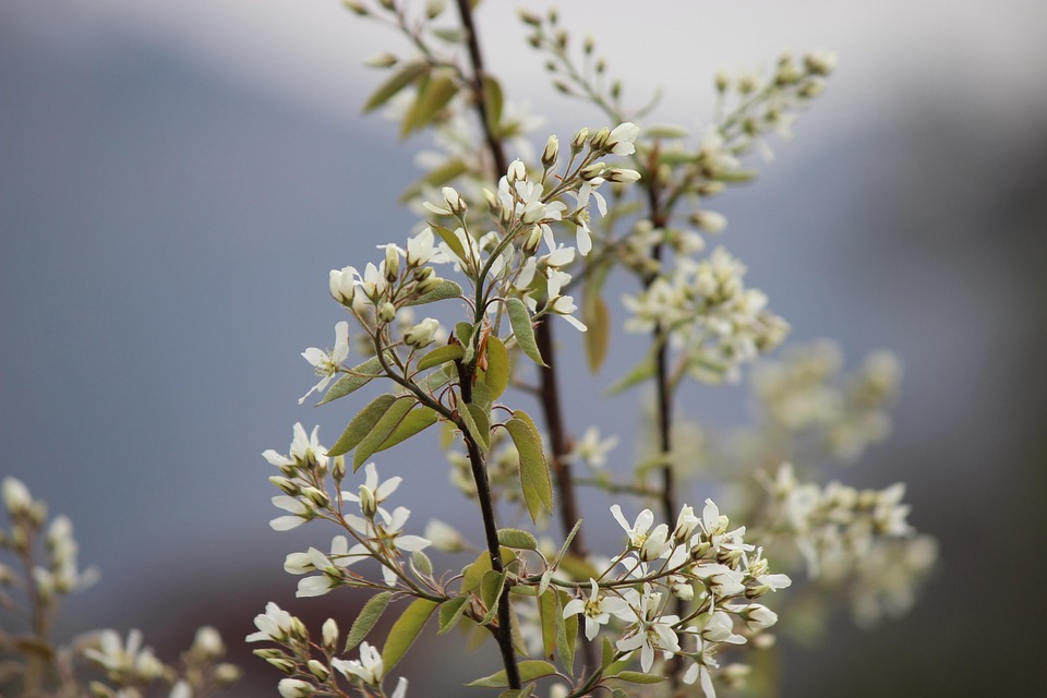 Plante Arbre Fleur Le - Photo gratuite sur Pixabay - Pixabay