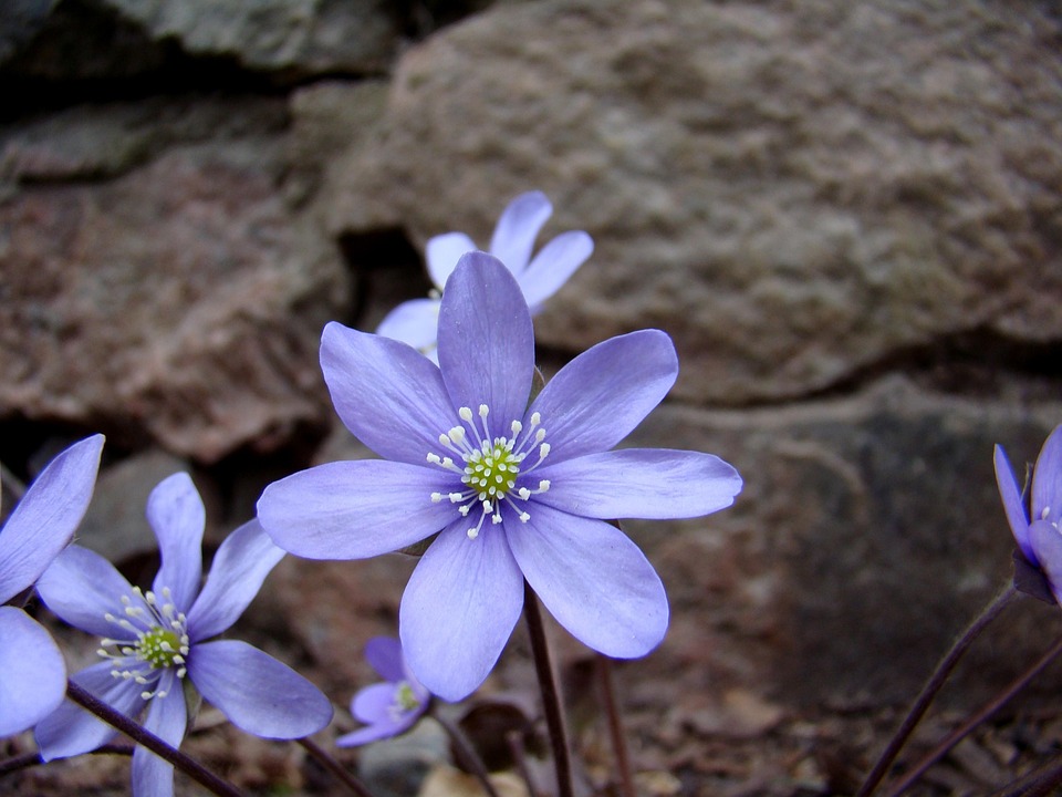 Leber Blume Pflanze - Kostenloses Foto auf Pixabay - Pixabay