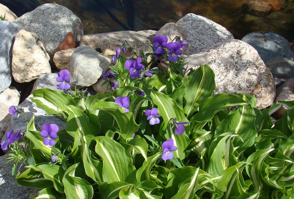Stedmor Violet Fungere - Gratis foto på Pixabay - Pixabay