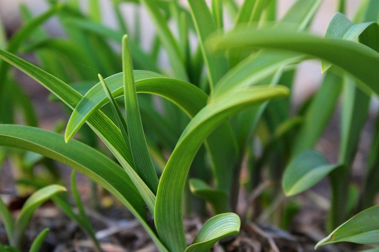 70+ Free New Green Shoots & Green Images - Pixabay