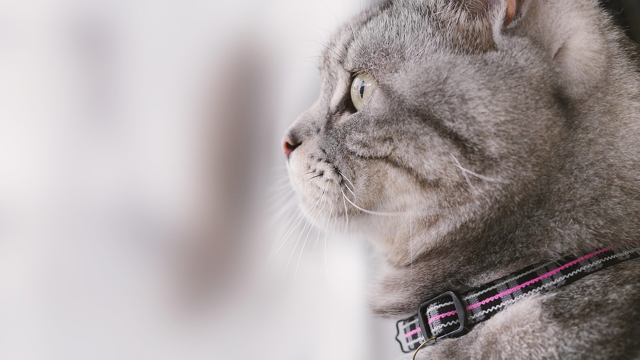 Plus de 30 000 photos gratuites de Profil De Chat et de Animal - Pixabay