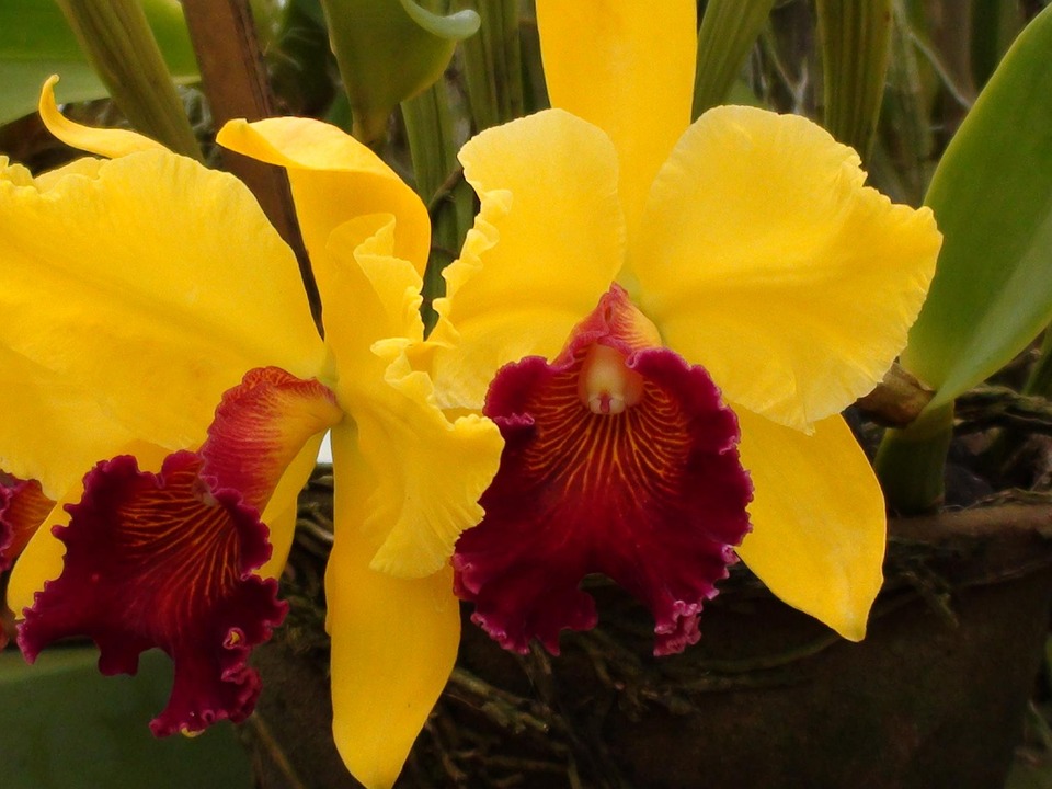 Orchidée Jaune - Photo gratuite sur Pixabay - Pixabay