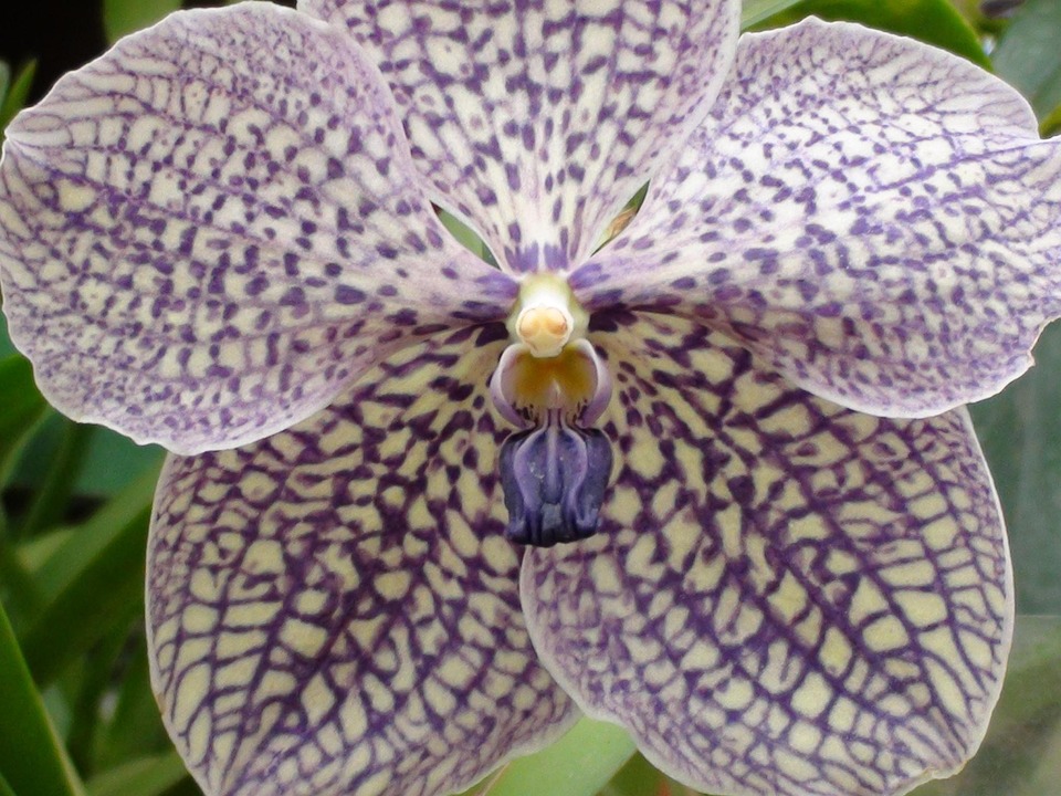 Orchidée Fleur Plante - Photo gratuite sur Pixabay - Pixabay