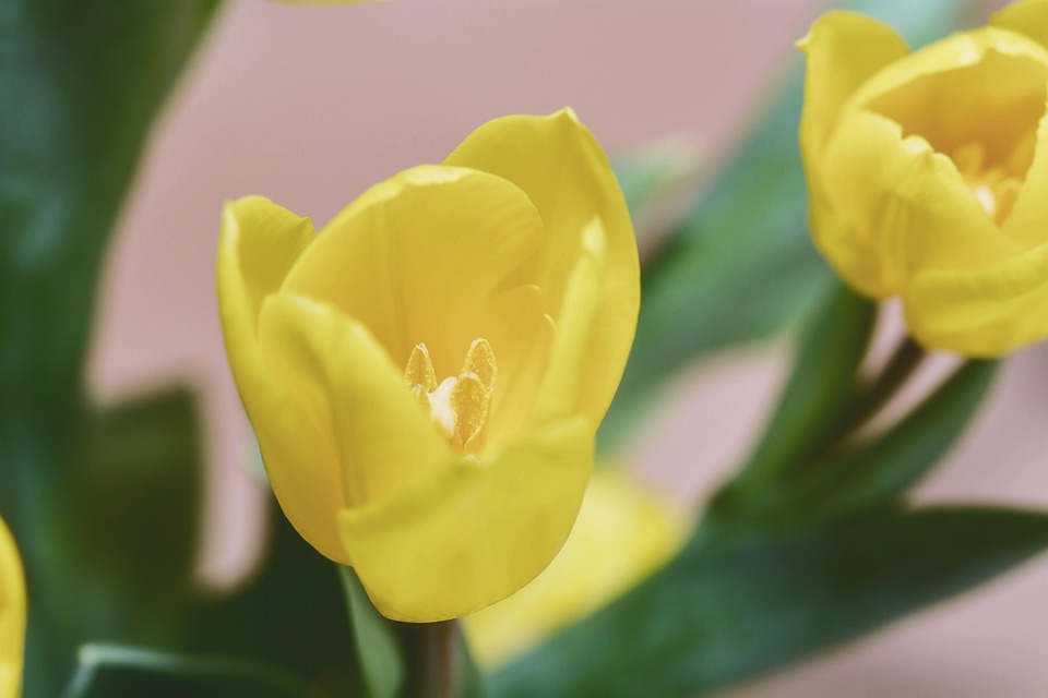Flor Cortada Tulipán - Foto gratis en Pixabay - Pixabay