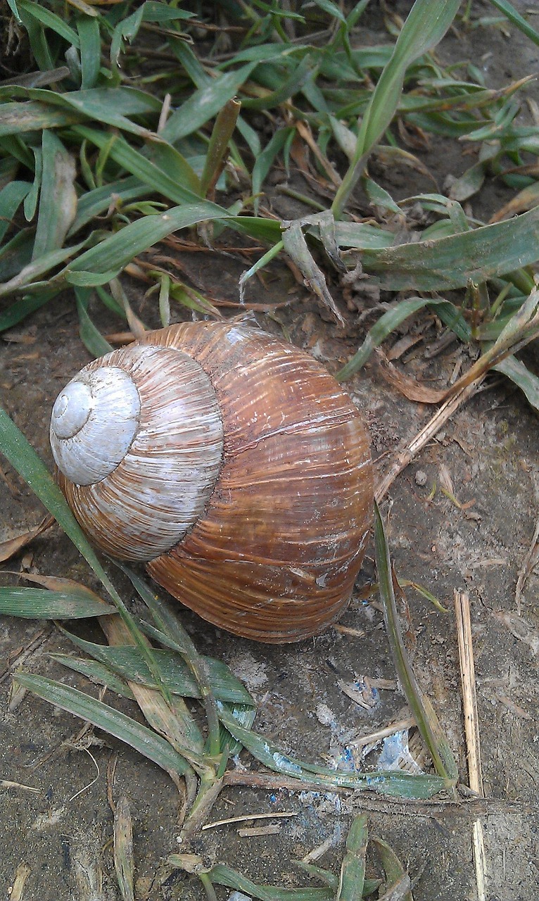 Snail Shell Animal - Free photo on Pixabay - Pixabay