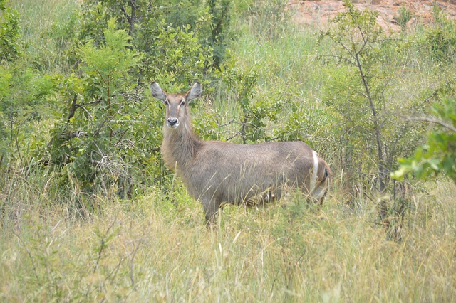 Water Buck Nature Wildlife - Free photo on Pixabay - Pixabay
