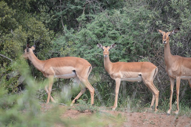 Red Buck Animal Environment - Free photo on Pixabay