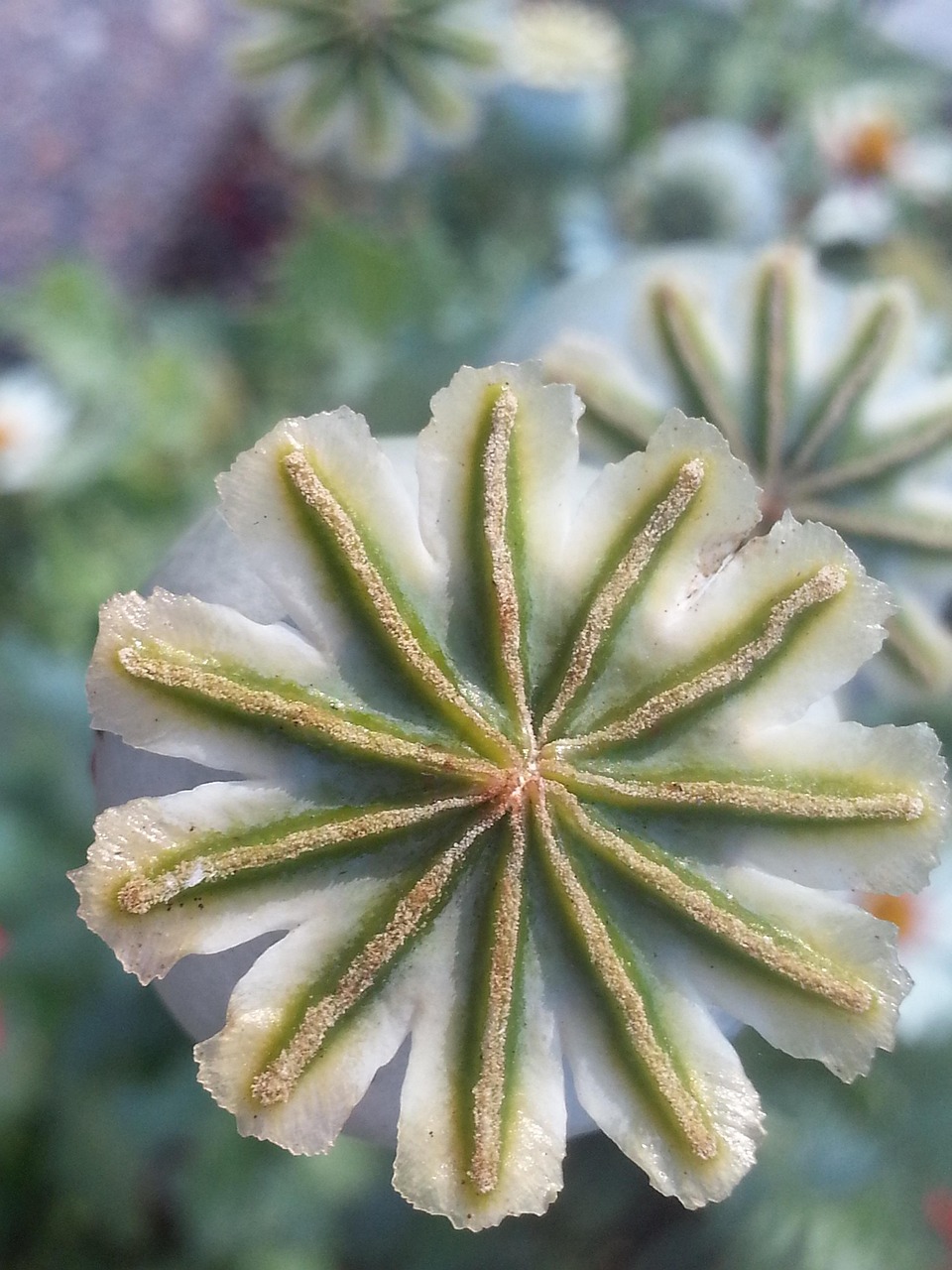 50+ Free Poppy-Oriental & Oriental Poppy Images - Pixabay