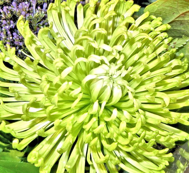 Spider Mum Flower Green Garden - Free photo on Pixabay - Pixabay