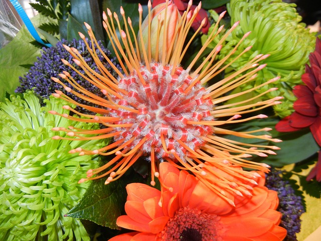 Spider Mum Flower Red - Free photo on Pixabay - Pixabay