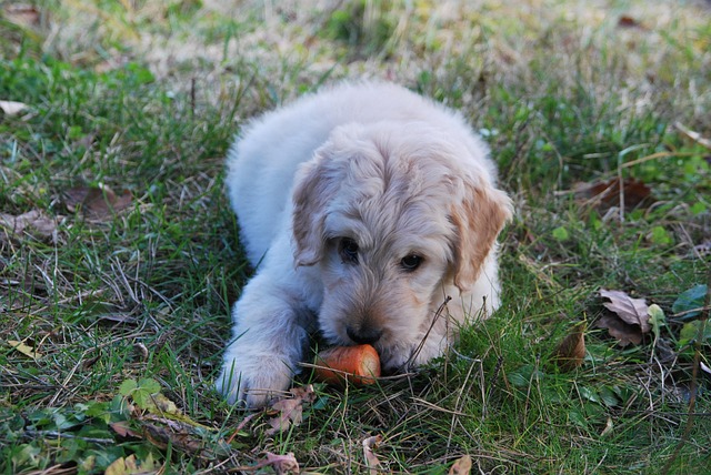 Dog Carrot Playing - Free photo on Pixabay