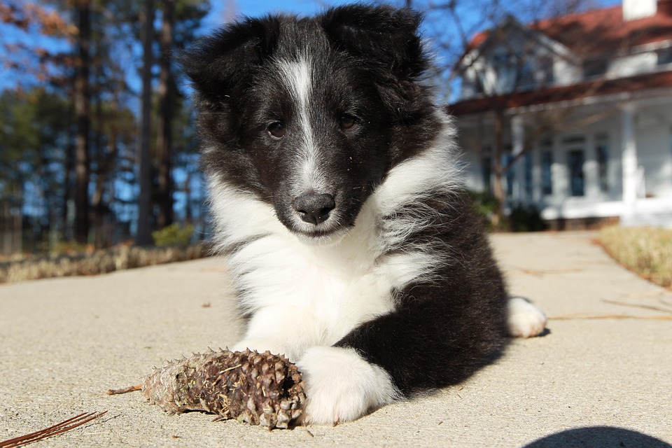 Dog Puppy Shetland Sheepdog - Free photo on Pixabay - Pixabay