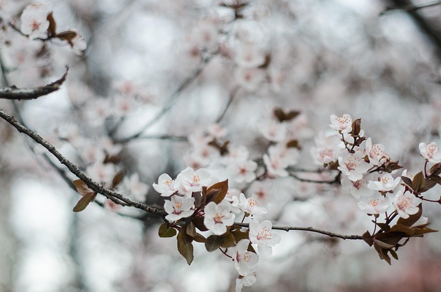 Cherry Flowers Spring - Free photo on Pixabay - Pixabay
