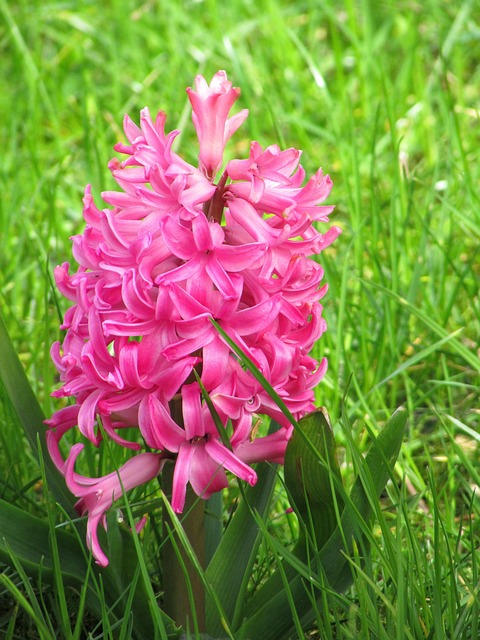 Hyacinths Flower Spring Flowers - Free photo on Pixabay - Pixabay