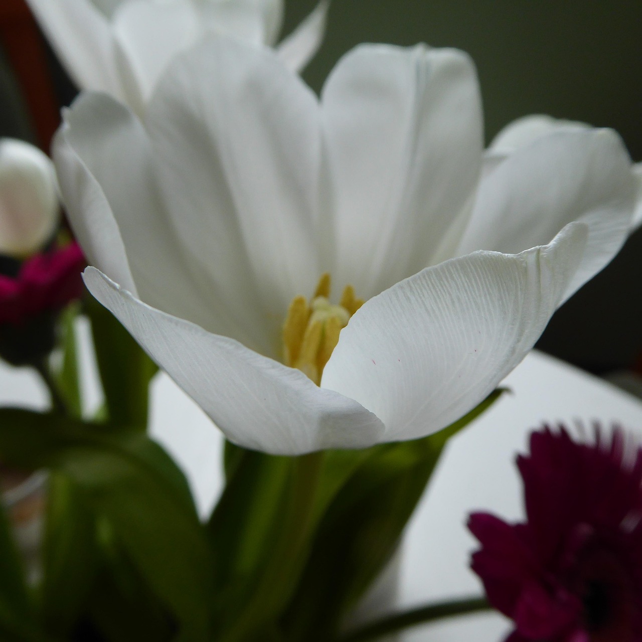 Tulipán Flor Planta - Foto gratis en Pixabay - Pixabay