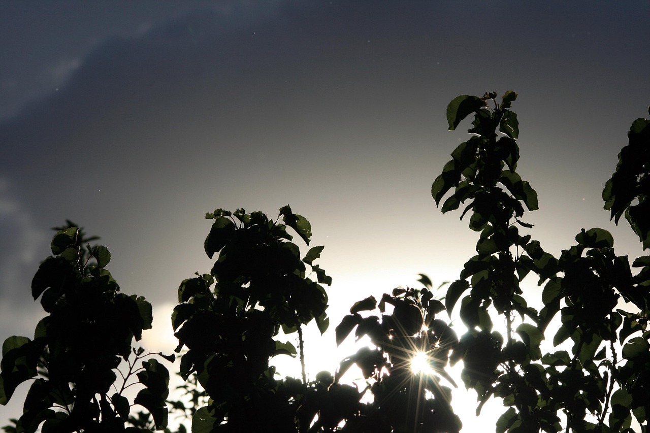 50+ Free Sun Through Trees & Sun Images - Pixabay