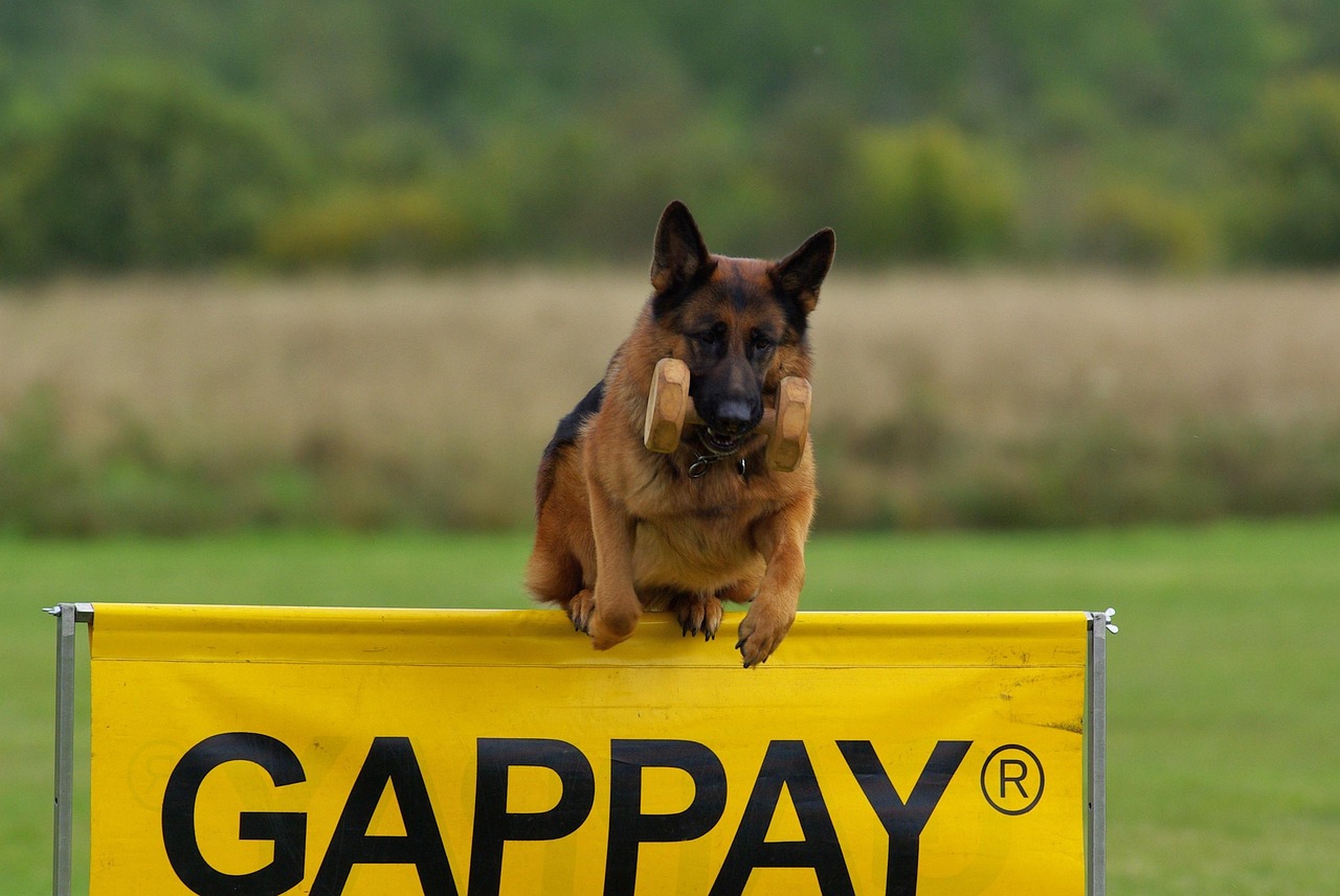 German Shepherd Dog Competition - Free photo on Pixabay