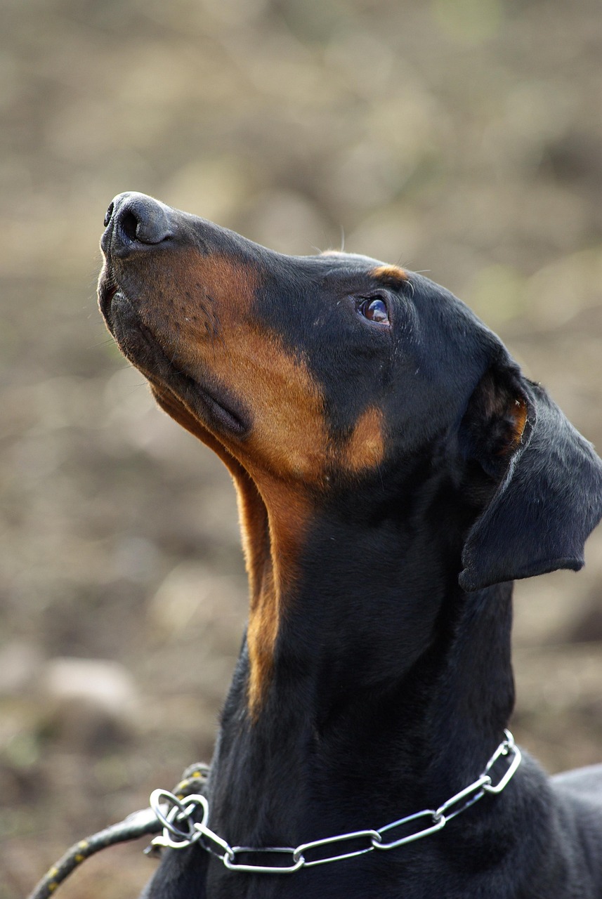 Doberman Dog Animal - Free photo on Pixabay
