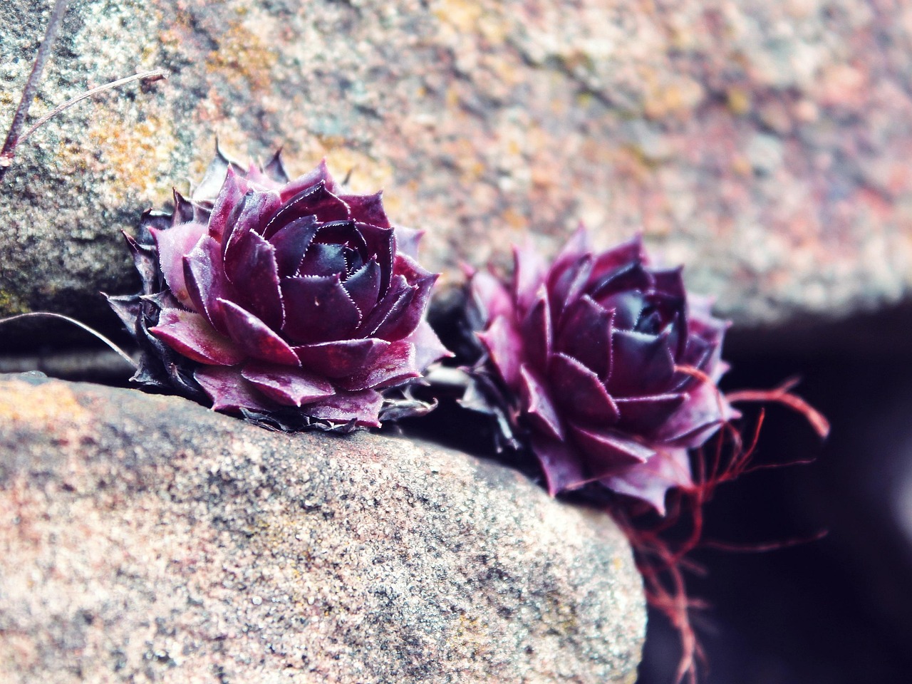 Pierre Fleur Rose - Photo gratuite sur Pixabay - Pixabay