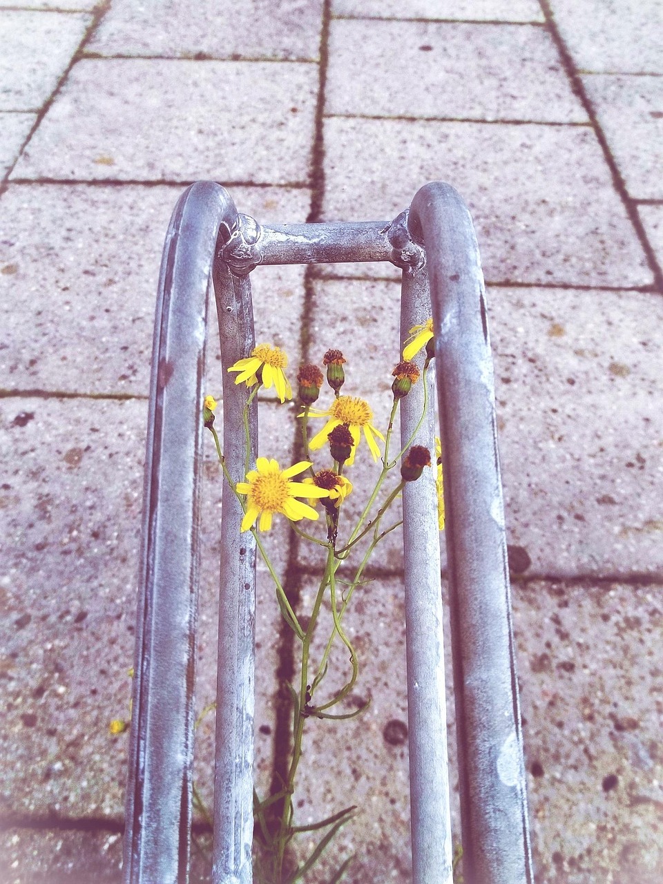 Bike Racks Flower Yellow - Free photo on Pixabay - Pixabay
