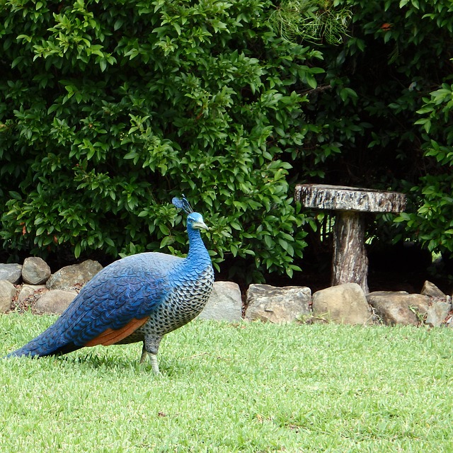 Peahen Hen Blue - Free photo on Pixabay