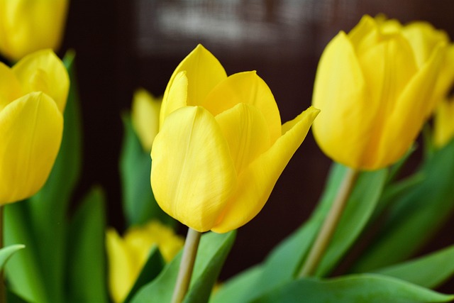 Tulipanes Flores Amarillo - Foto gratis en Pixabay - Pixabay