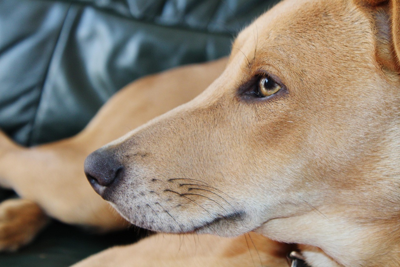 Anjing Potret Hewan Profil - Foto gratis di Pixabay - Pixabay