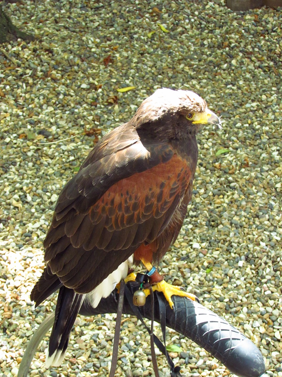 Pájaro Naturaleza Animal Ave De - Foto gratis en Pixabay