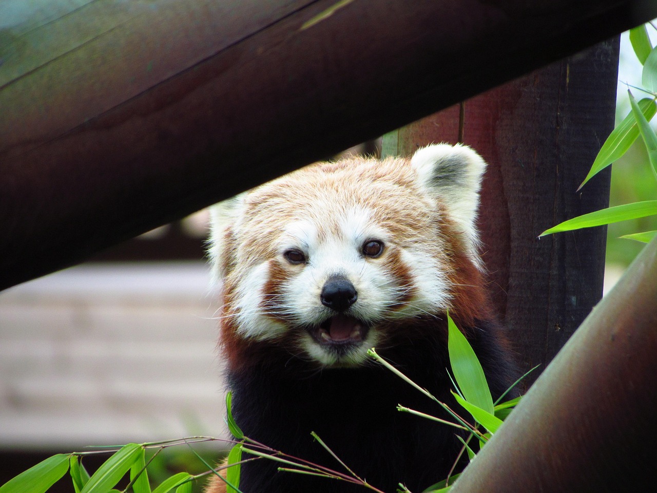 Red Panda - Free photo on Pixabay - Pixabay