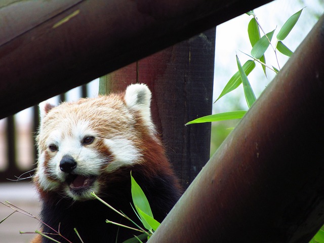 Merah Panda - Foto gratis di Pixabay - Pixabay