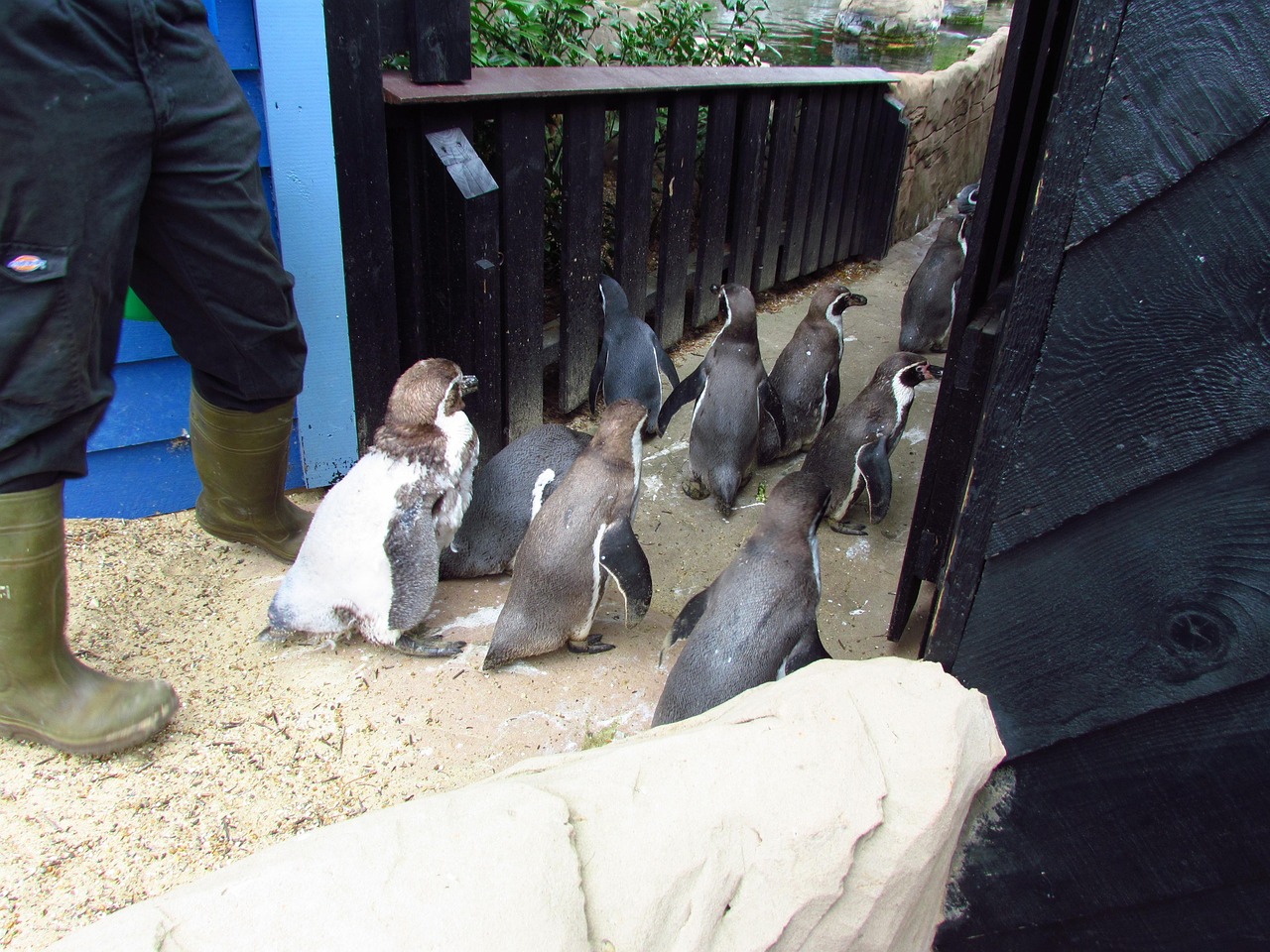 Penguin Penguins Waddle - Free photo on Pixabay - Pixabay