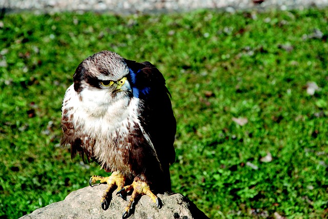 Oiseaux De Proie Rapace Faucon - Photo gratuite sur Pixabay - Pixabay