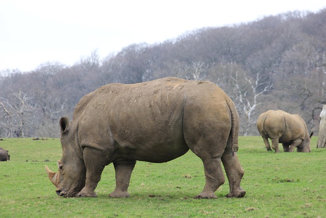 Nashorn - Kostenloses Foto auf Pixabay
